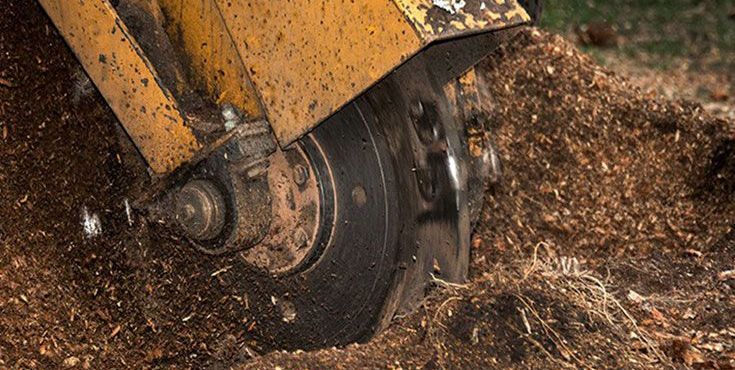 Quel matériel choisir pour dessoucher un arbre ? - Kiloutou